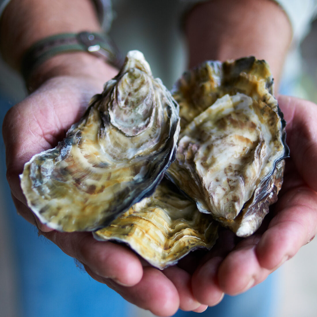 Portland Pearl Oysters | Crabhouse Café