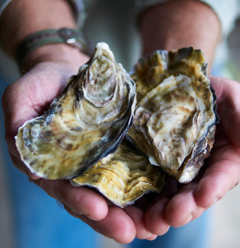 Oyster Example | Crabhouse Café